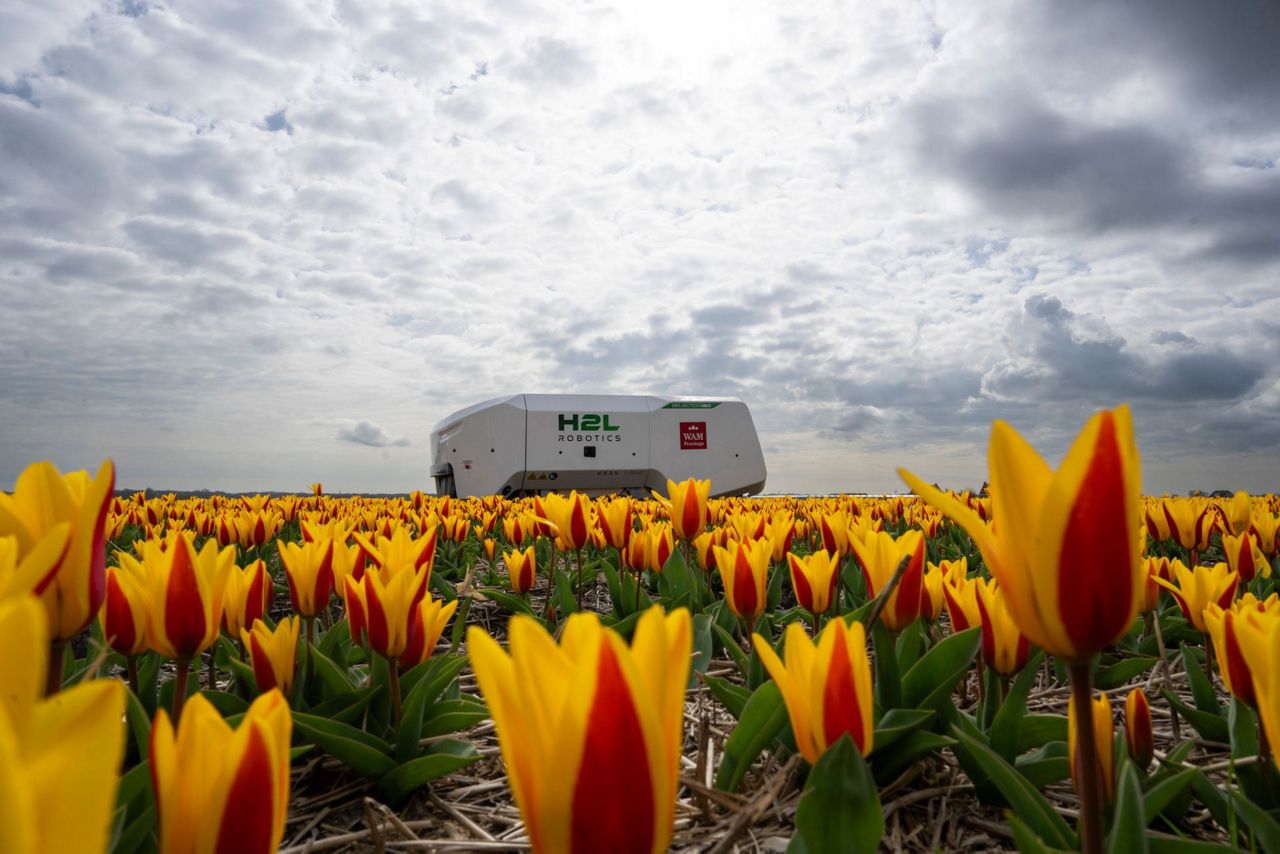 An AI robot is spotting sick tulips to slow the spread of disease ...