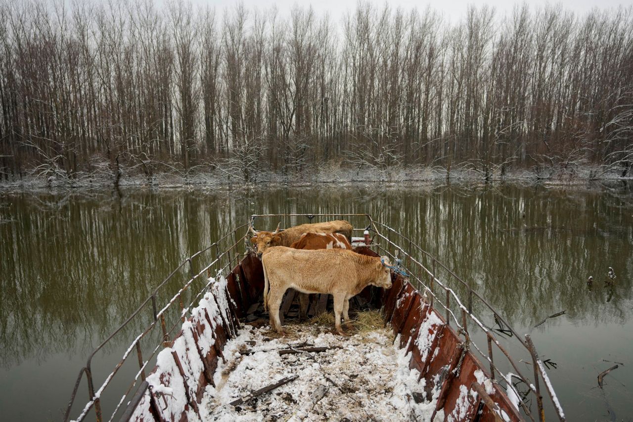 Nearly 200 cows and horses stuck on a Serbian river island in cold ...