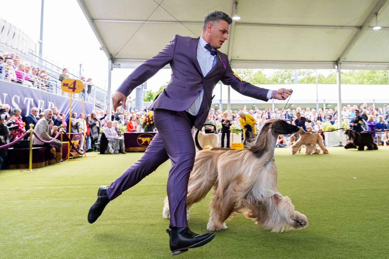 At Westminster dog show, a display of dogs and devotion