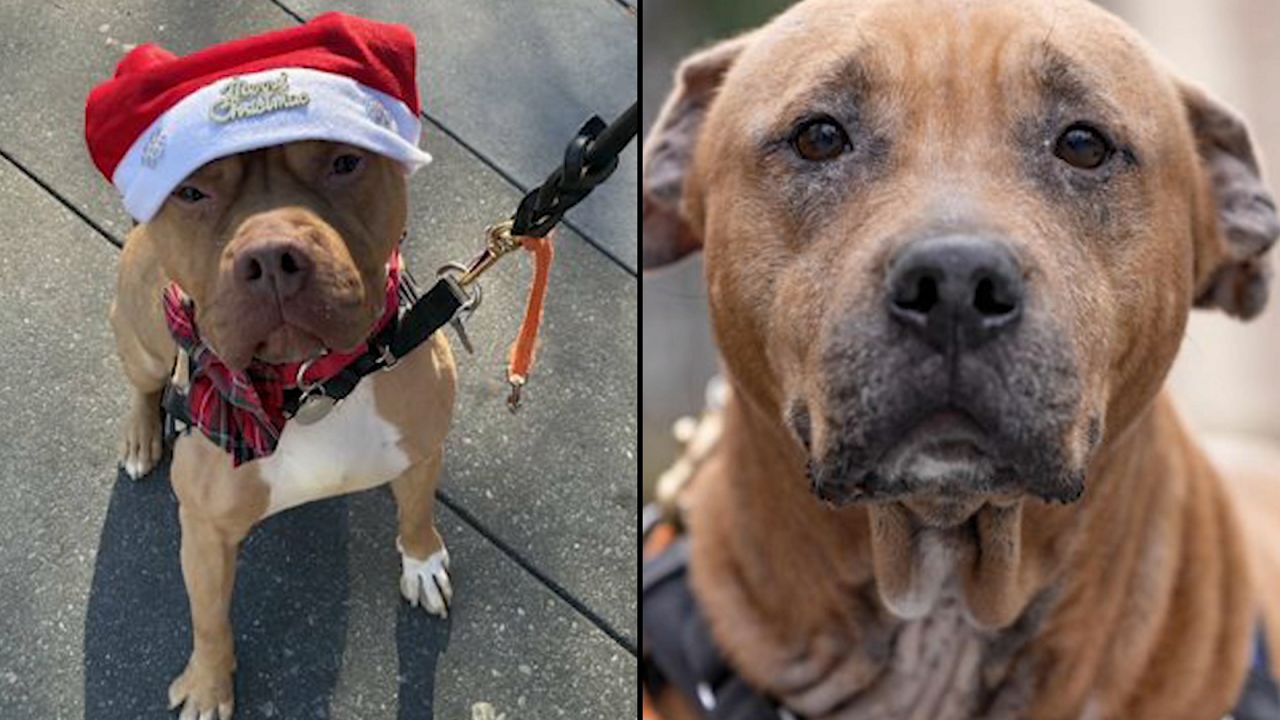 Squeaker and Gwendolyn search for their 'fur-ever' homes