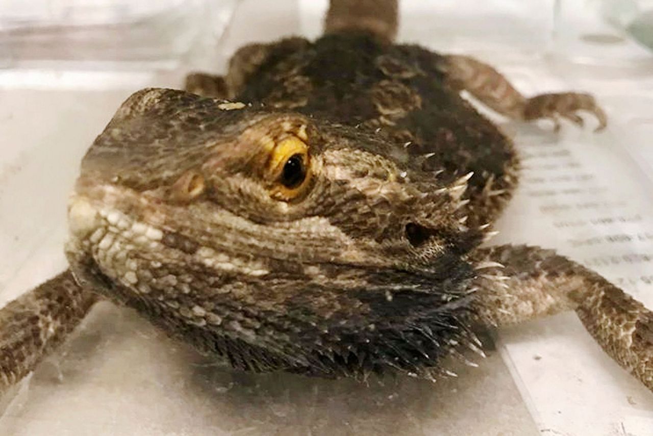 Cold-hearted pet owner who left lizards in street is sought