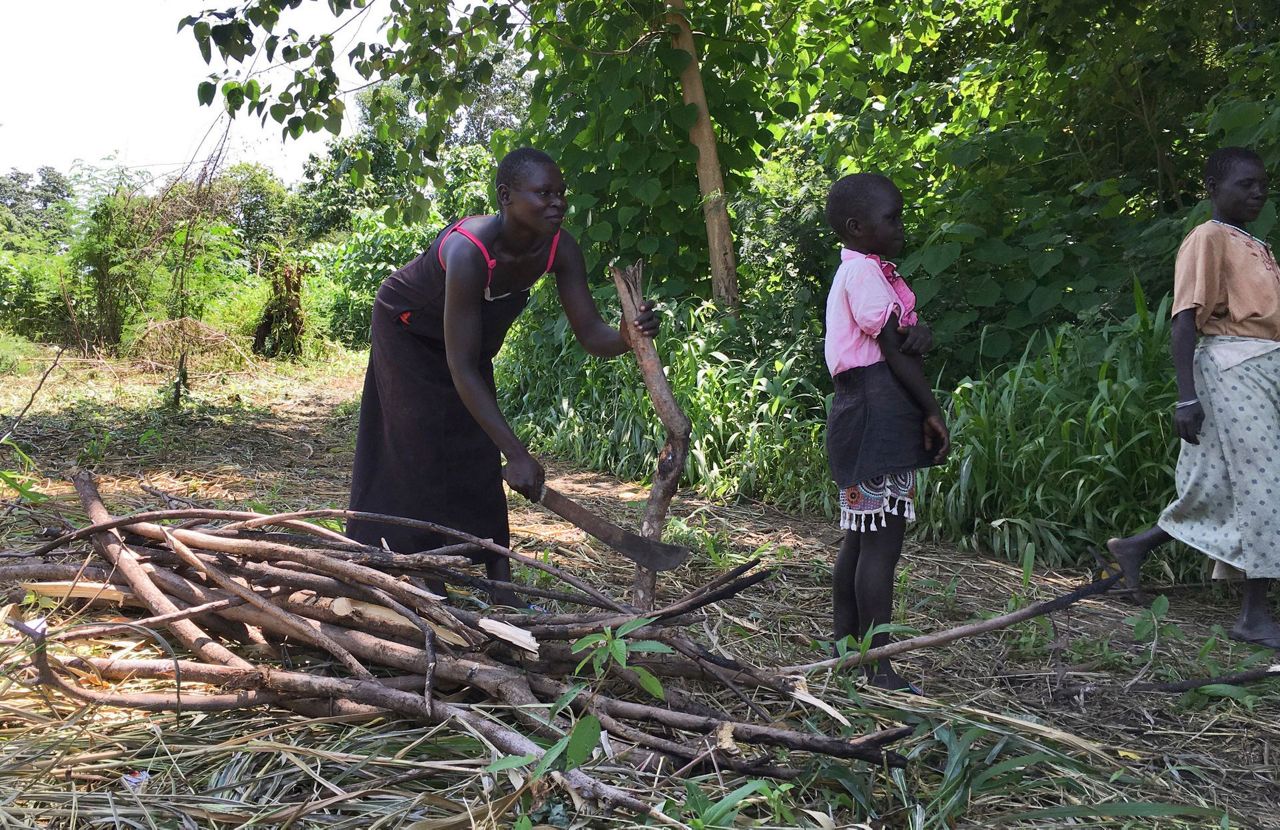 Africa's charcoal trade is decimating fragile forest cover