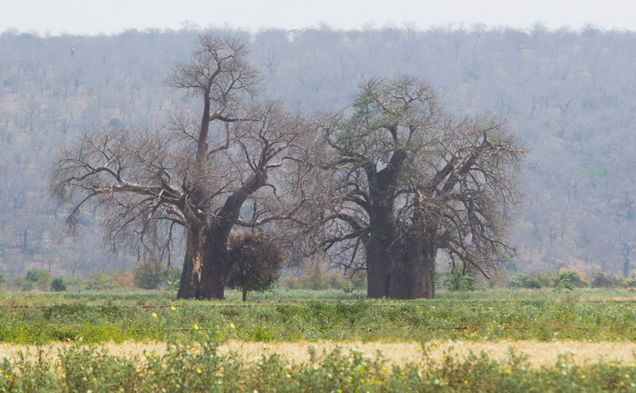 Africa's iconic baobab trees dying off at alarming rate