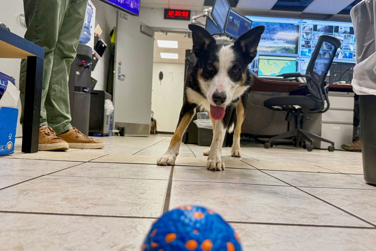Meet Hercules and Ned, the border collies fending off wildlife at West ...