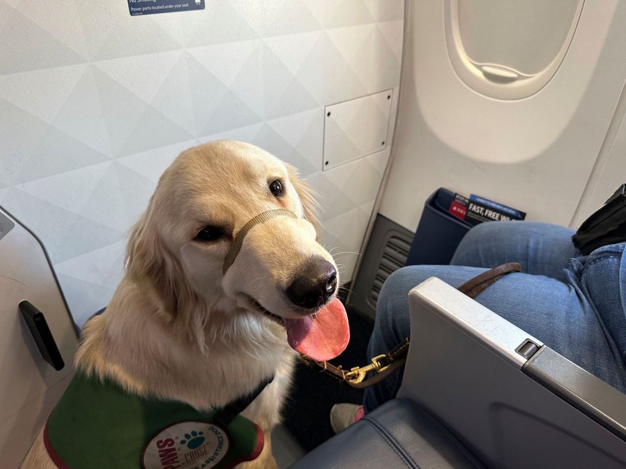 Puppies training to be future assistance dogs earn their wings at ...