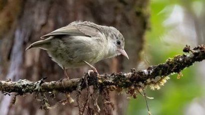 Only five ʻAkikiki left in the wild on Kauai