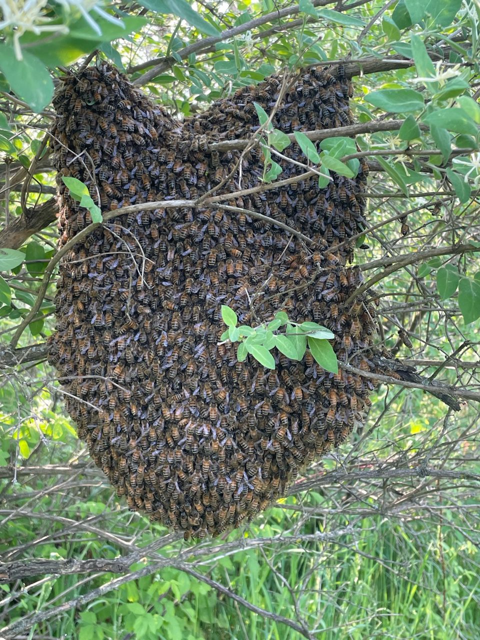 Akron-Canton Airport installs 60 bee colonies