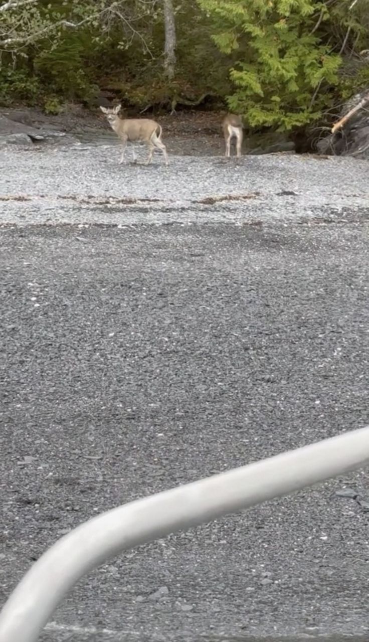 Deer struggling in cold Alaskan waters saved by wildlife troopers who ...
