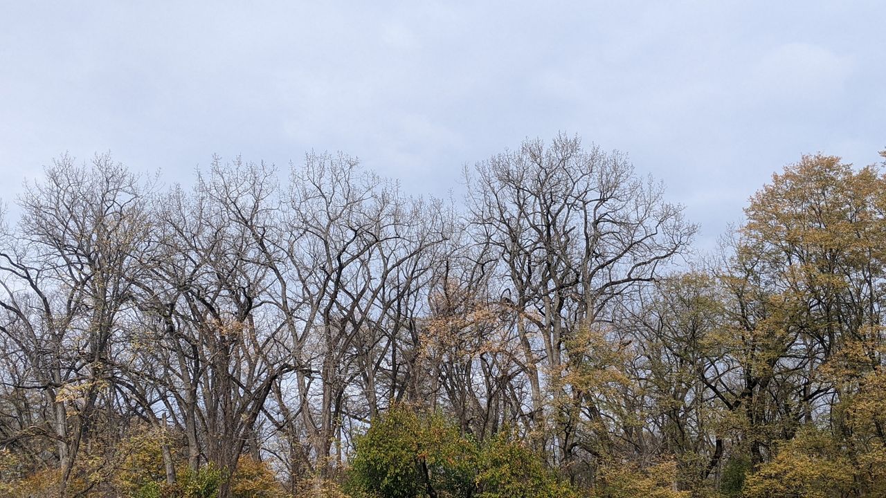 Early November had unseasonable warmth in Syracuse
