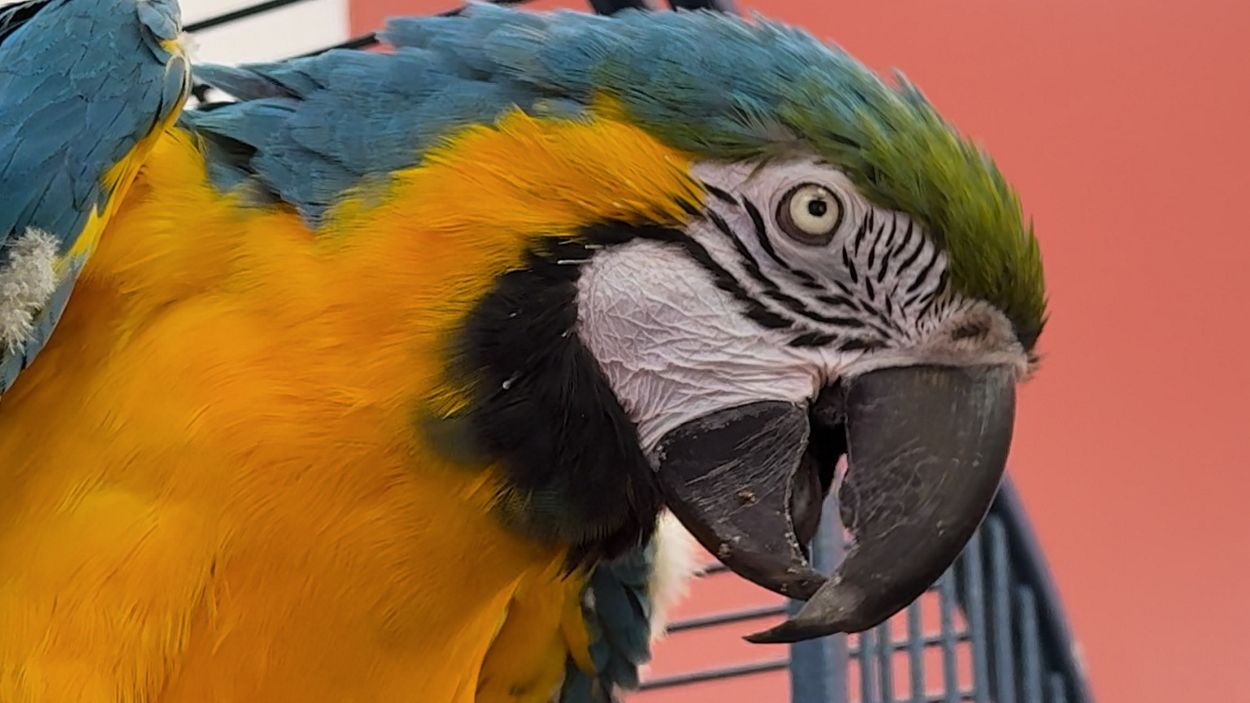 Bird Sanctuary Seeks Variance Home for 85 Rescued Parrots