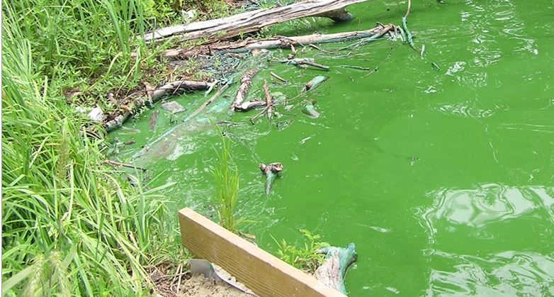 Algal Blooms Cause Fish Kills, Health Concerns Across NC