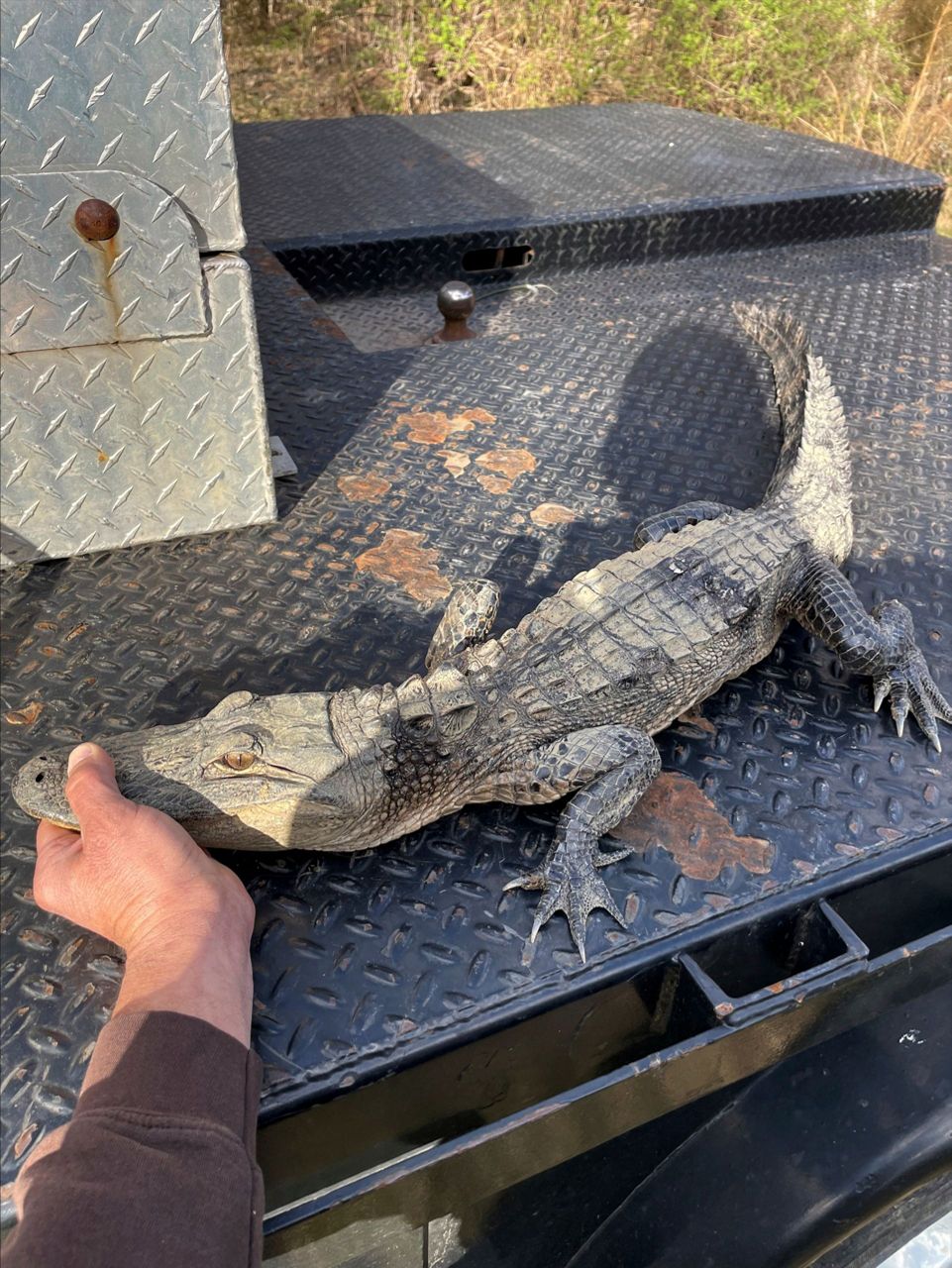 A Tennessee fisherman reeled in a big one. It turned out to be an alligator