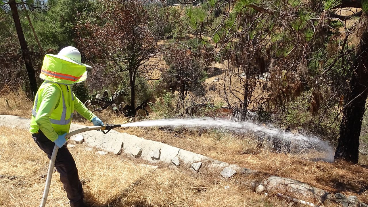 Eaton Fire survivors among those saving trees in Altadena