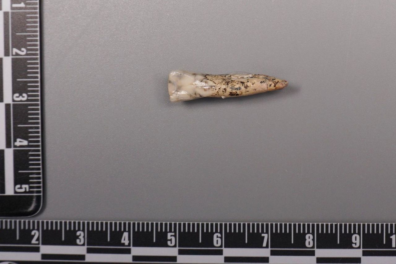 Ancient teeth hint at canoodling between early human relatives