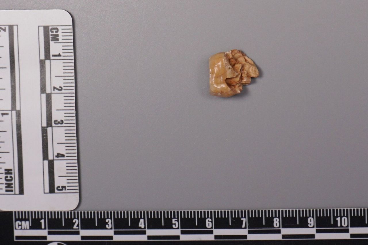 Ancient teeth hint at canoodling between early human relatives