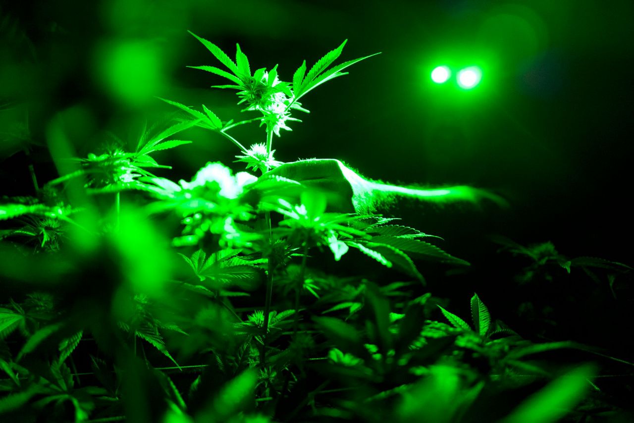 Signs of ritual pot smoking found in ancient Chinese graves