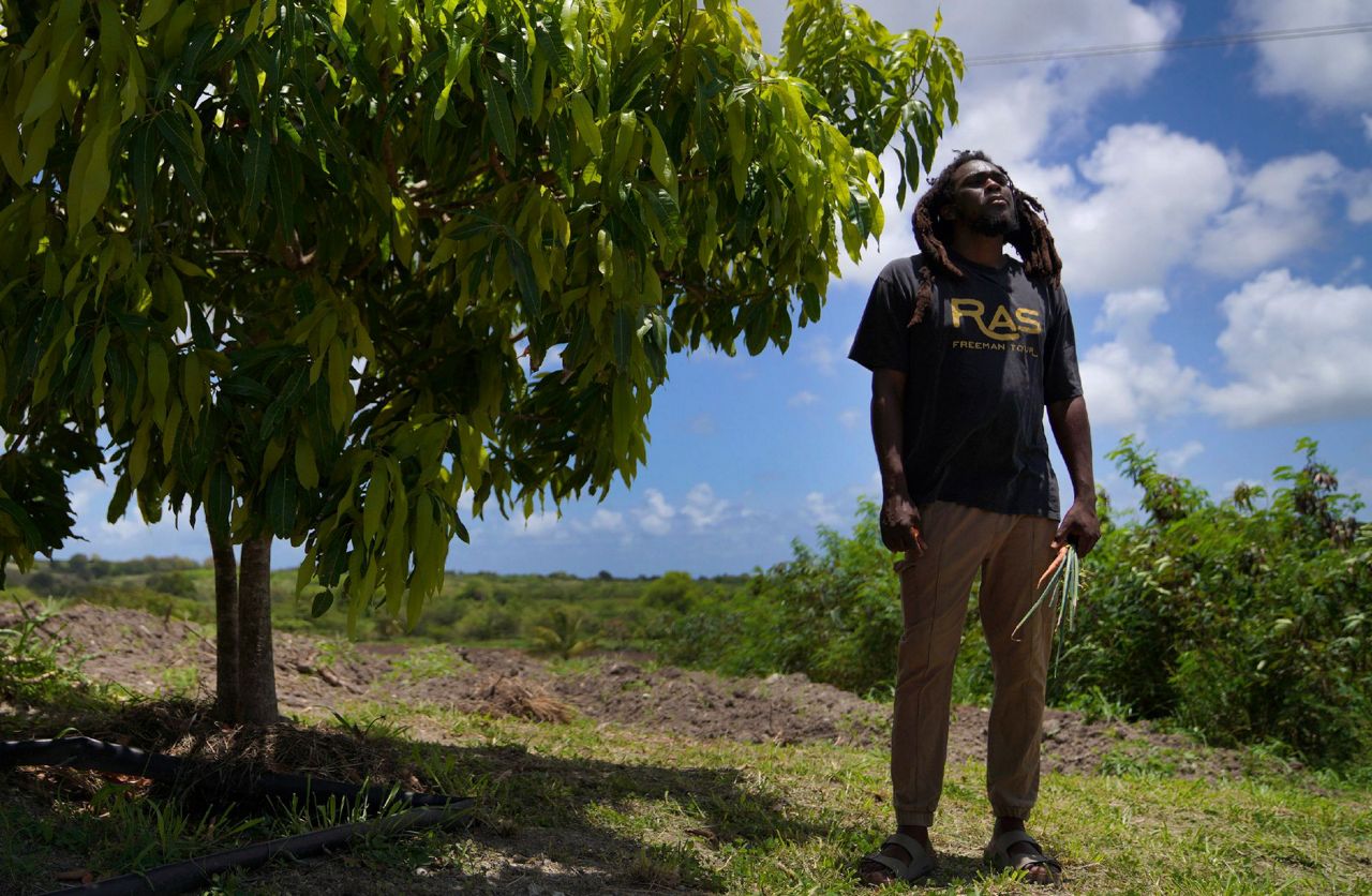 Rastafari gain sacramental rights to marijuana in Antigua and Barbuda ...
