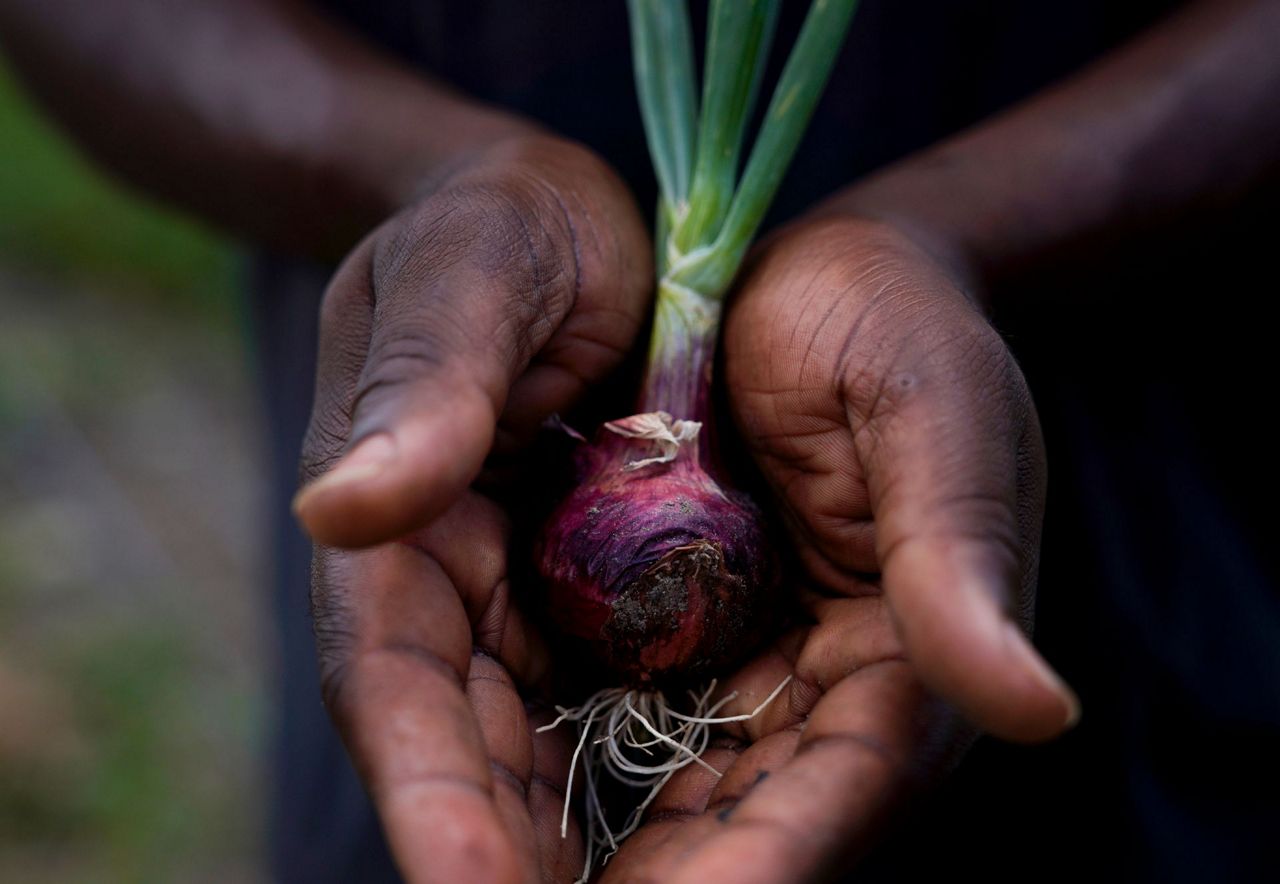 Rastafari gain sacramental rights to marijuana in Antigua and Barbuda ...
