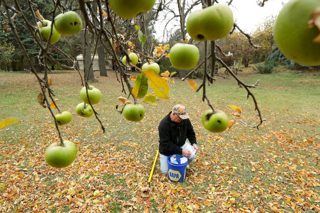 Apple sleuths hunt Northwest for varieties believed extinct
