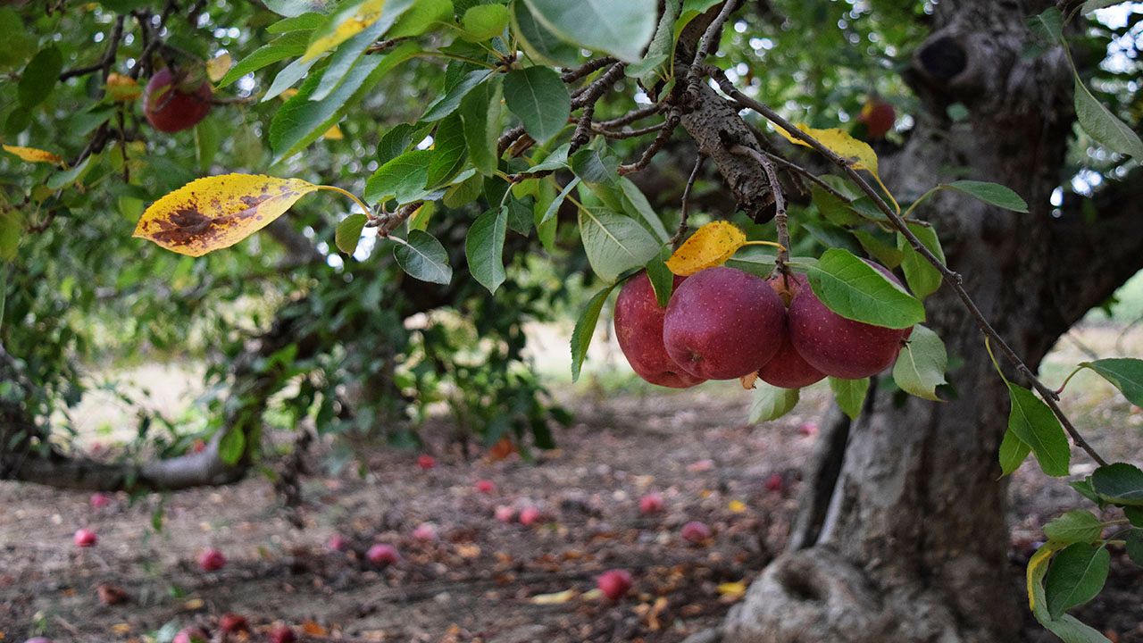 Hot and dry weather can lead to a sweeter apple