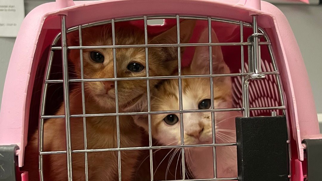 Texas Morning Briefing July 28