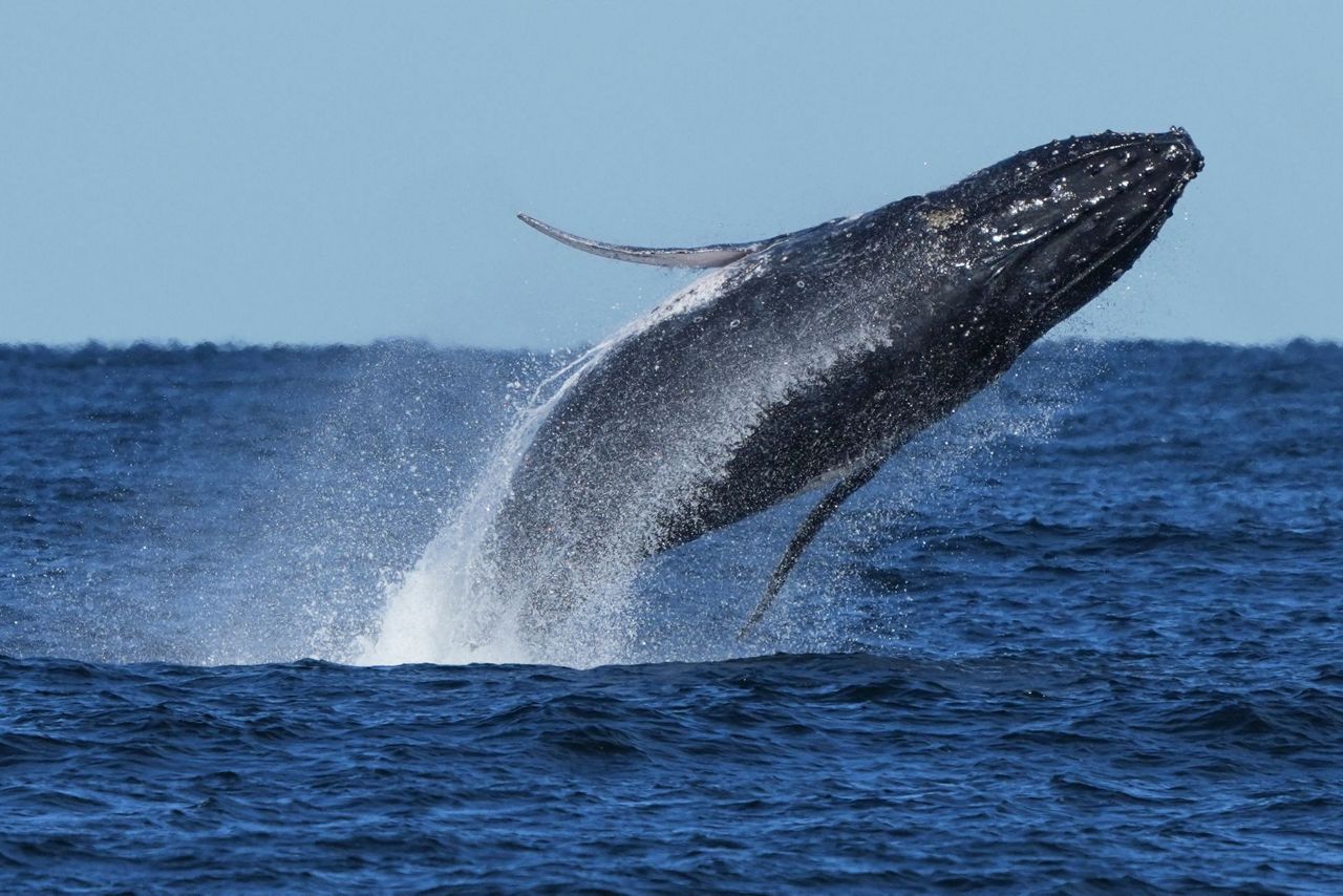 Commuter traffic gives way for whales on Australia's humpback highway