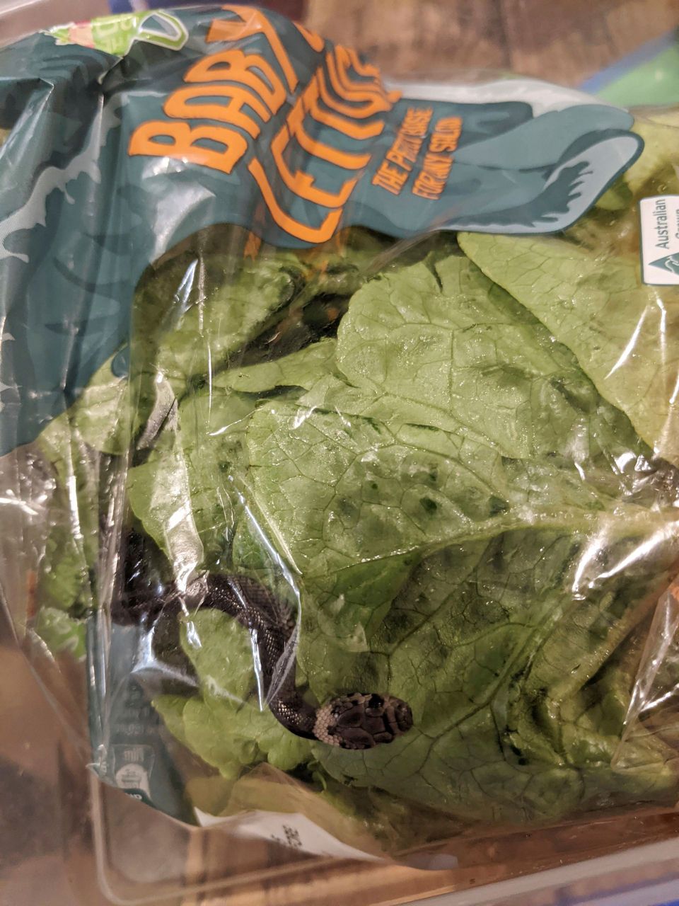 Sydney man finds snake in lettuce bought at supermarket
