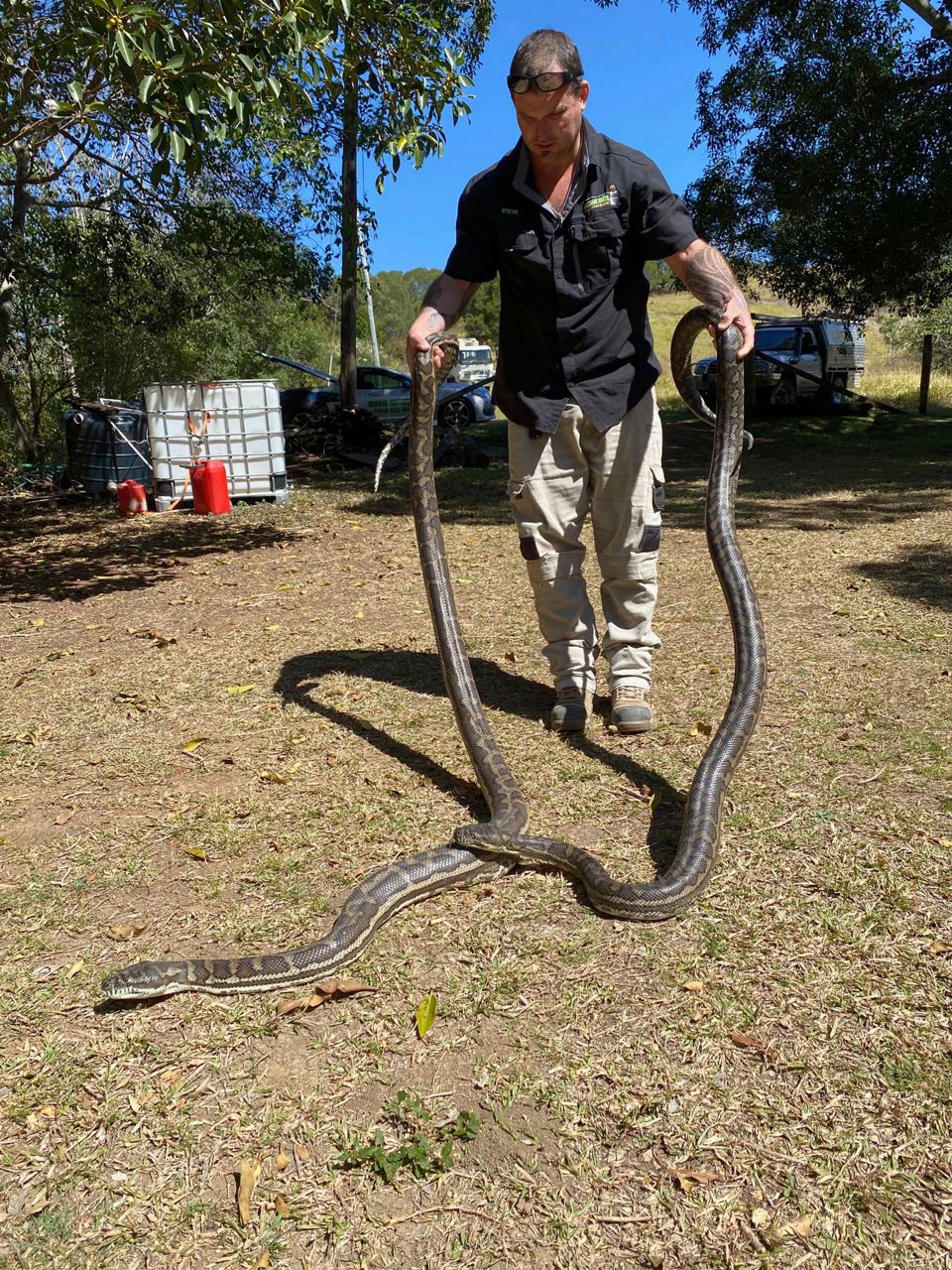2 pythons weighing 100 pounds collapse Australian ceiling