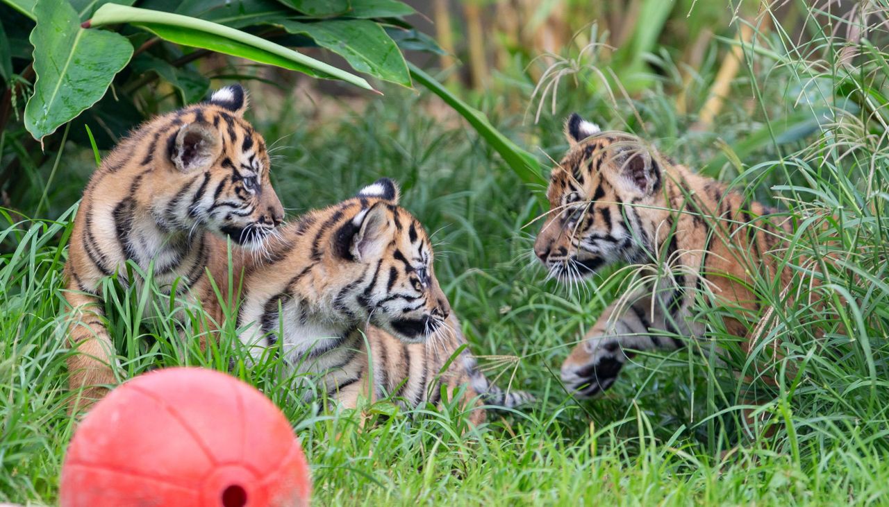 3 Sumatran tiger cubs explore jungle habitat in Sydney zoo