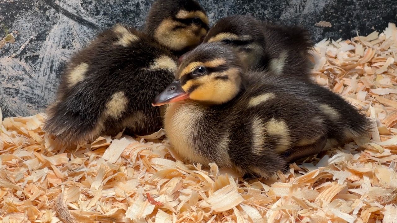 Turtle Creek students raise ducklings, chicks in class