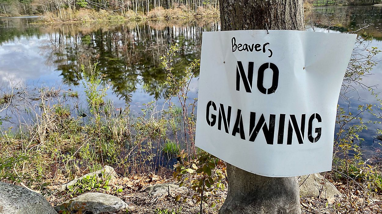 Investigation into severed beaver tail found in Sterling
