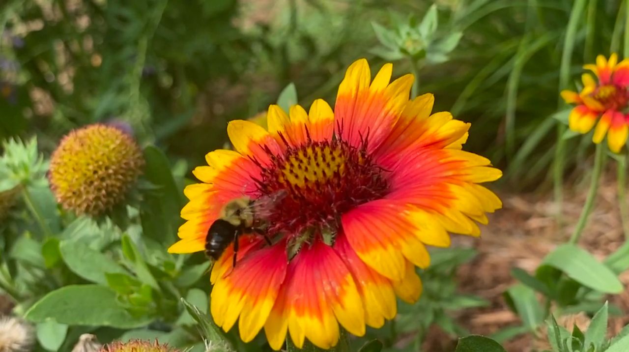 Wild Bee App UW Madison WiBee