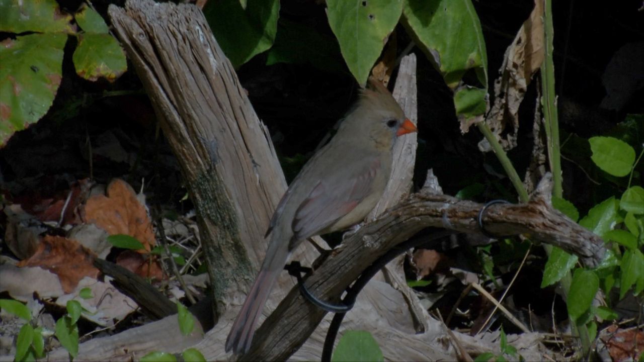 Central Texas plays key role as birds migrate South