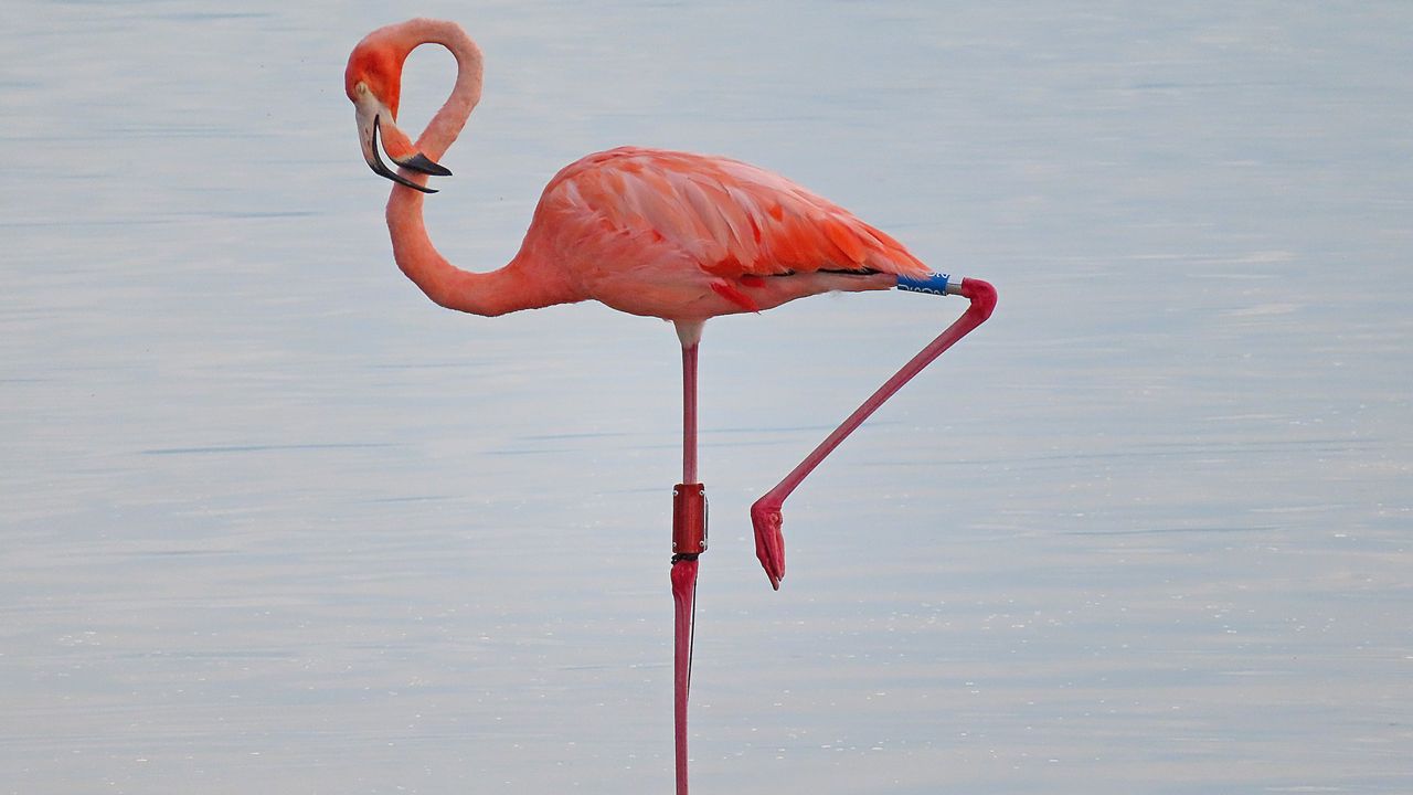 Peaches the flamingo scared away from Fort De Soto