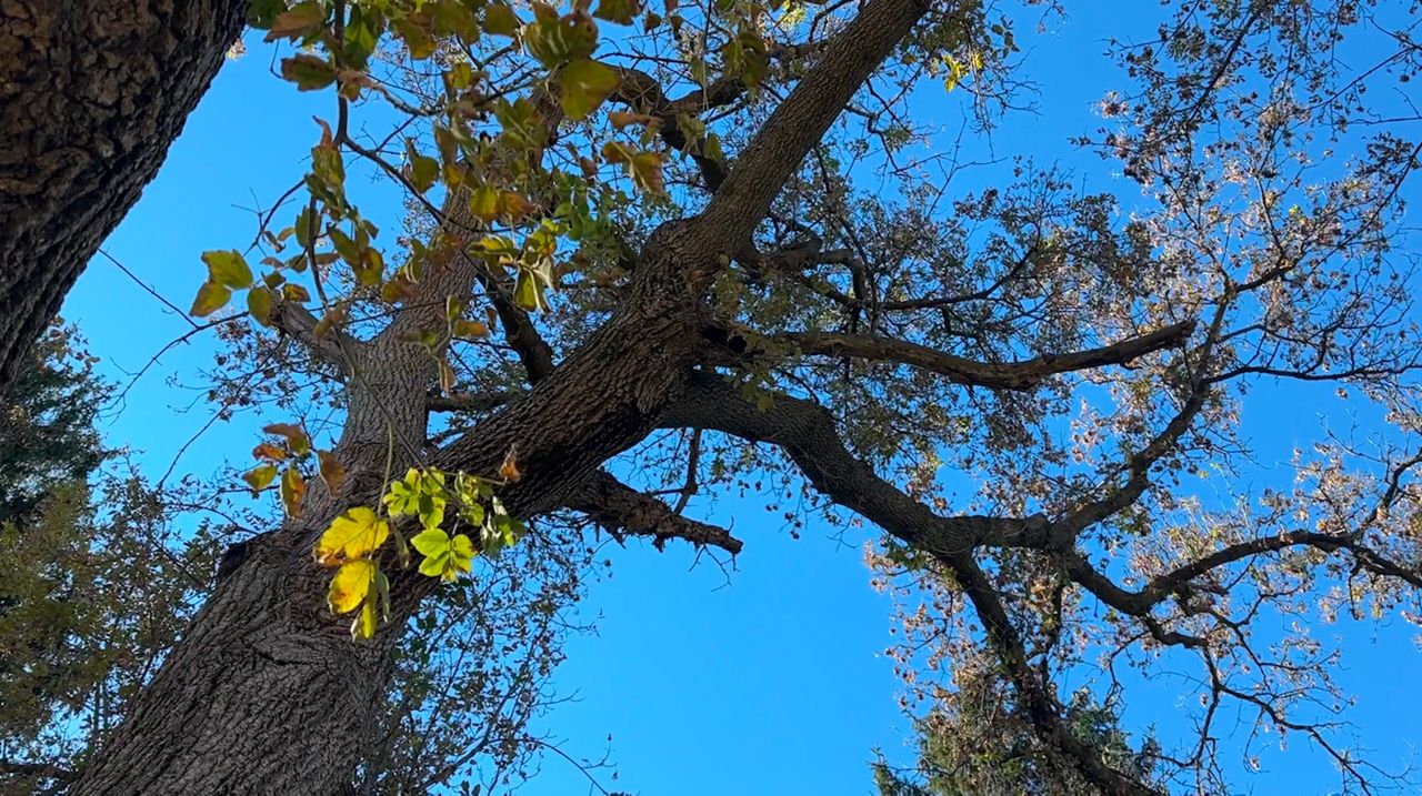 Arborist encourages public to look out for zombie trees