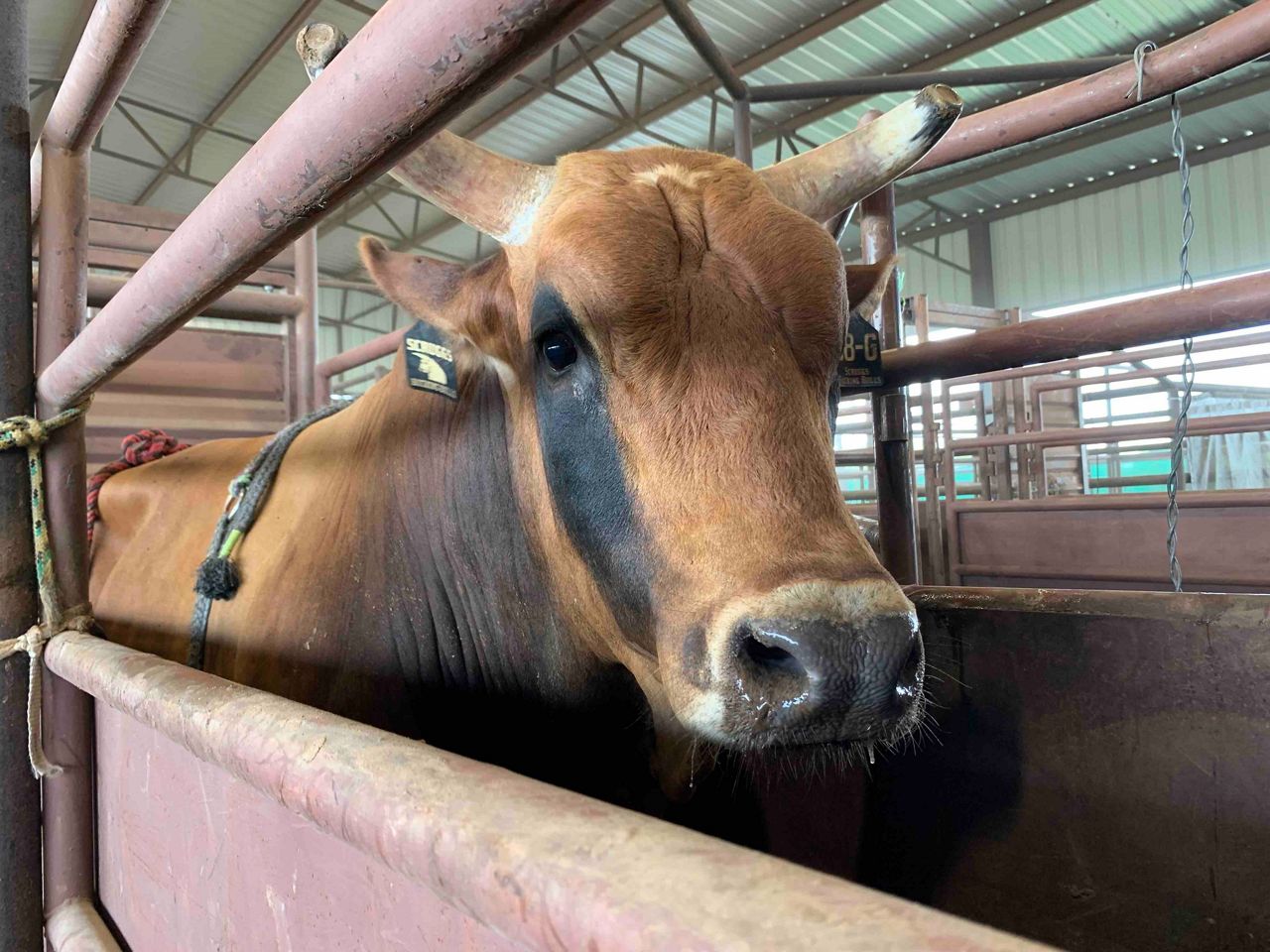 Here's what it takes to raise PBR Bucking Bulls