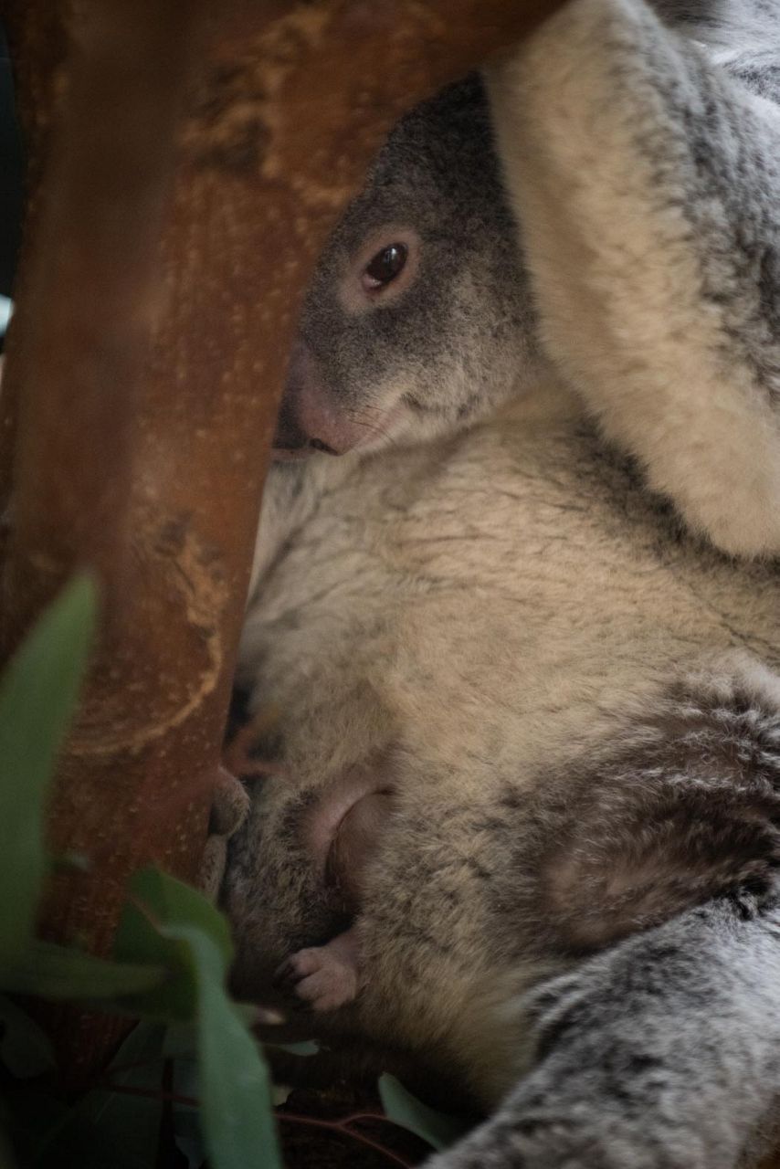 Columbus Zoo Welcomes First Baby Koala in 15 Years