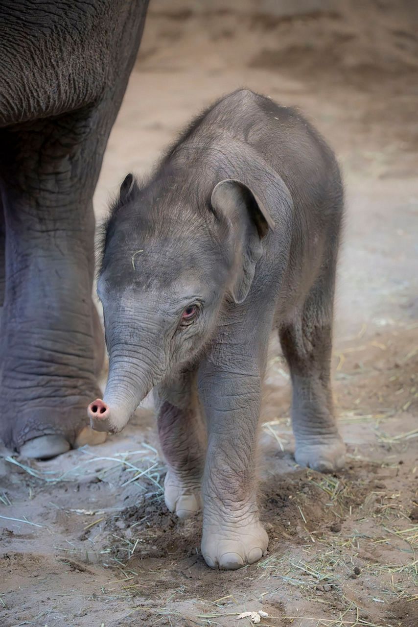 The Oregon Zoo welcomes a new baby elephant