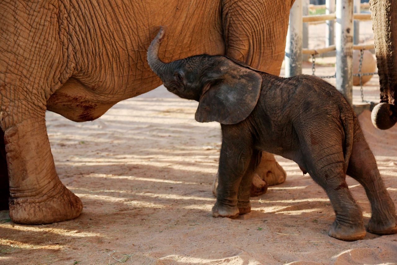 Healthy baby elephant born at Reid Park Zoo in Tucson