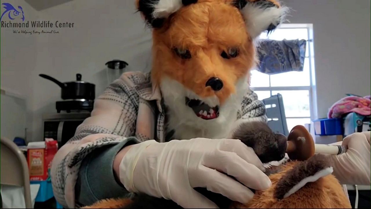 Staff at a Virginia wildlife center pretend to be red foxes as they ...