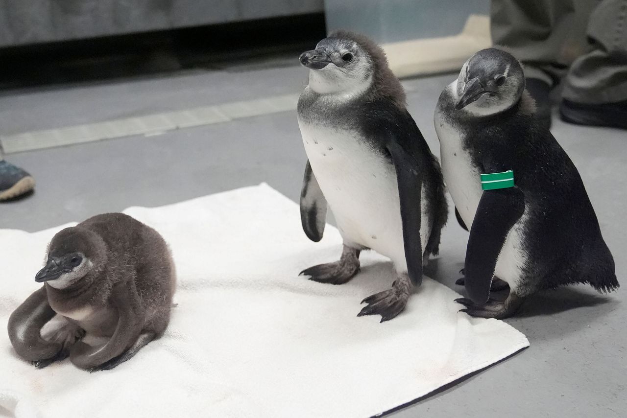 A baby boom of African penguin chicks hatches at a San Francisco ...