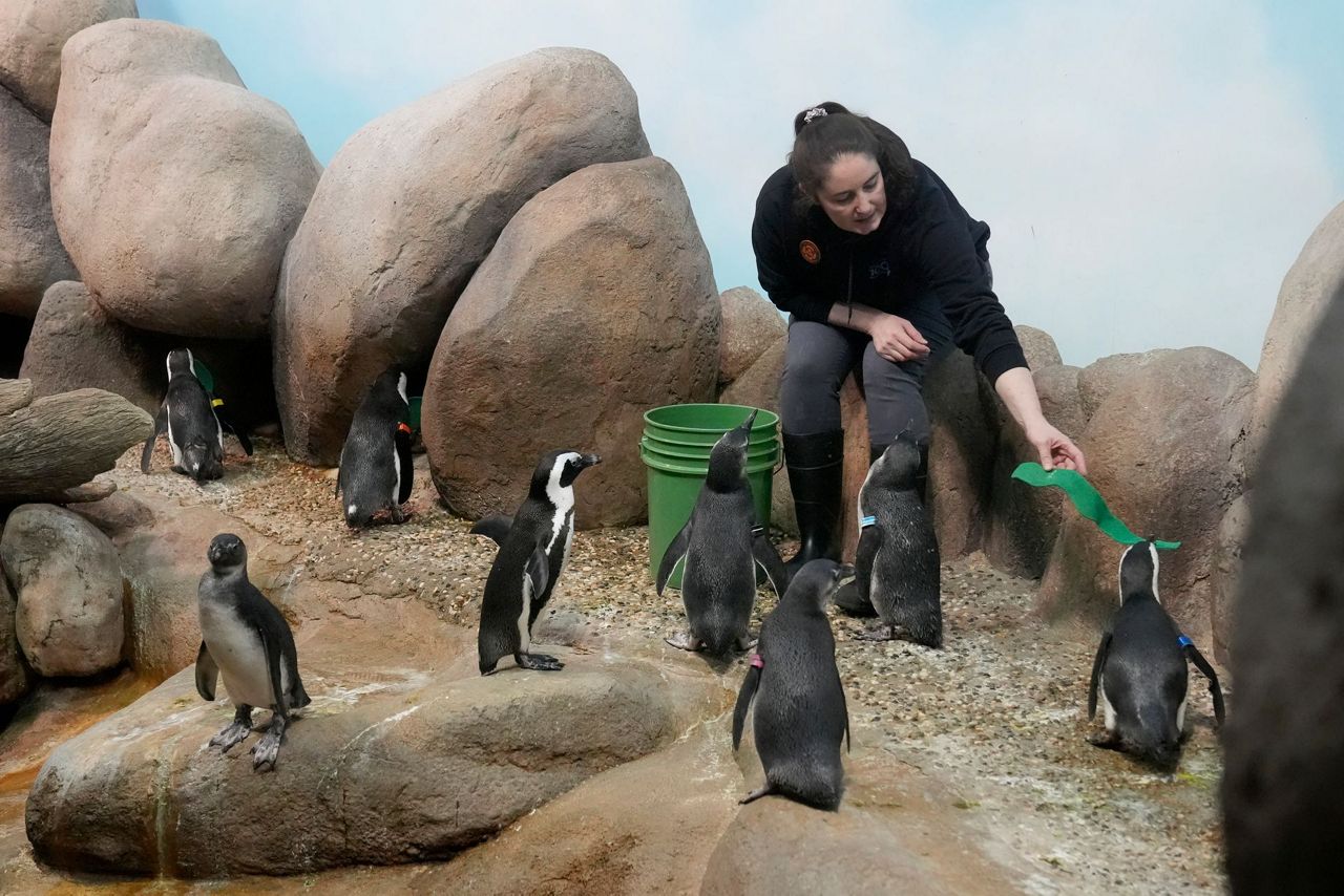 A baby boom of African penguin chicks hatches at a San Francisco ...