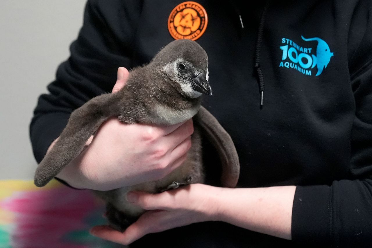 A baby boom of African penguin chicks hatches at a San Francisco ...