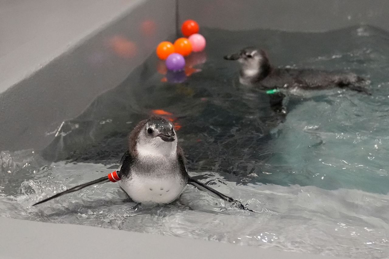 A baby boom of African penguin chicks hatches at a San Francisco ...