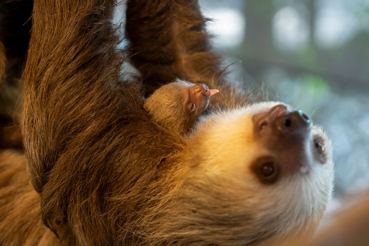 Florida zoo welcomes furry baby Hoffman's two-toed sloth