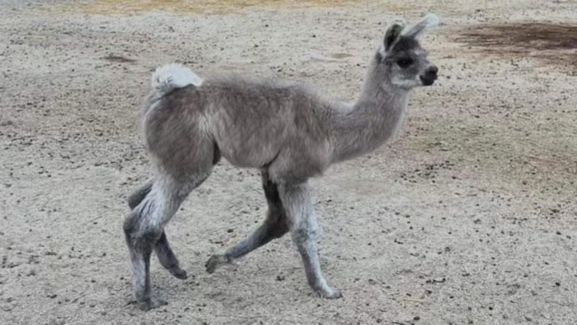 Police looking for baby llama believed stolen in Acton
