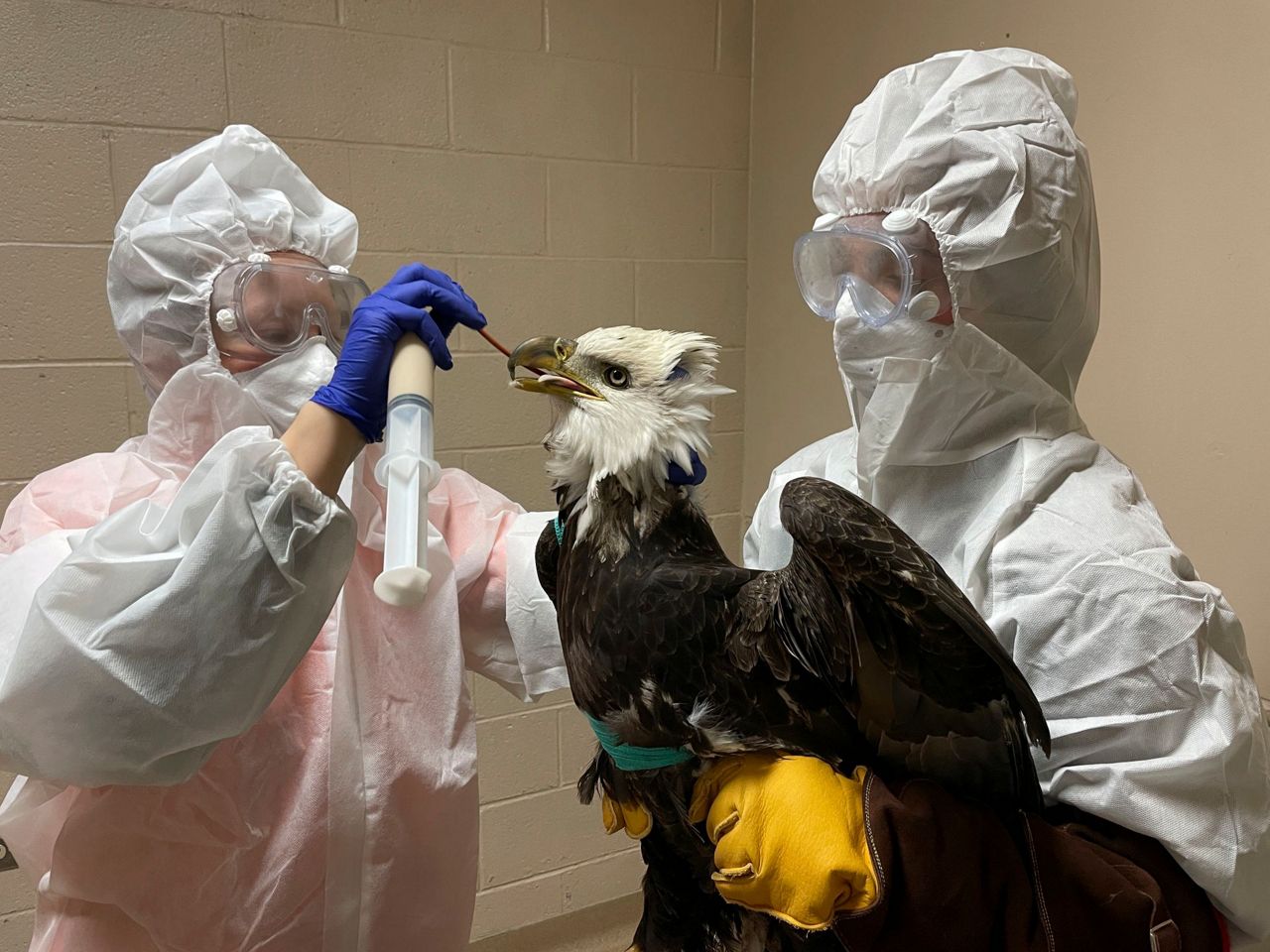 Police seeking tips on shooting of bald eagle in Wisconsin