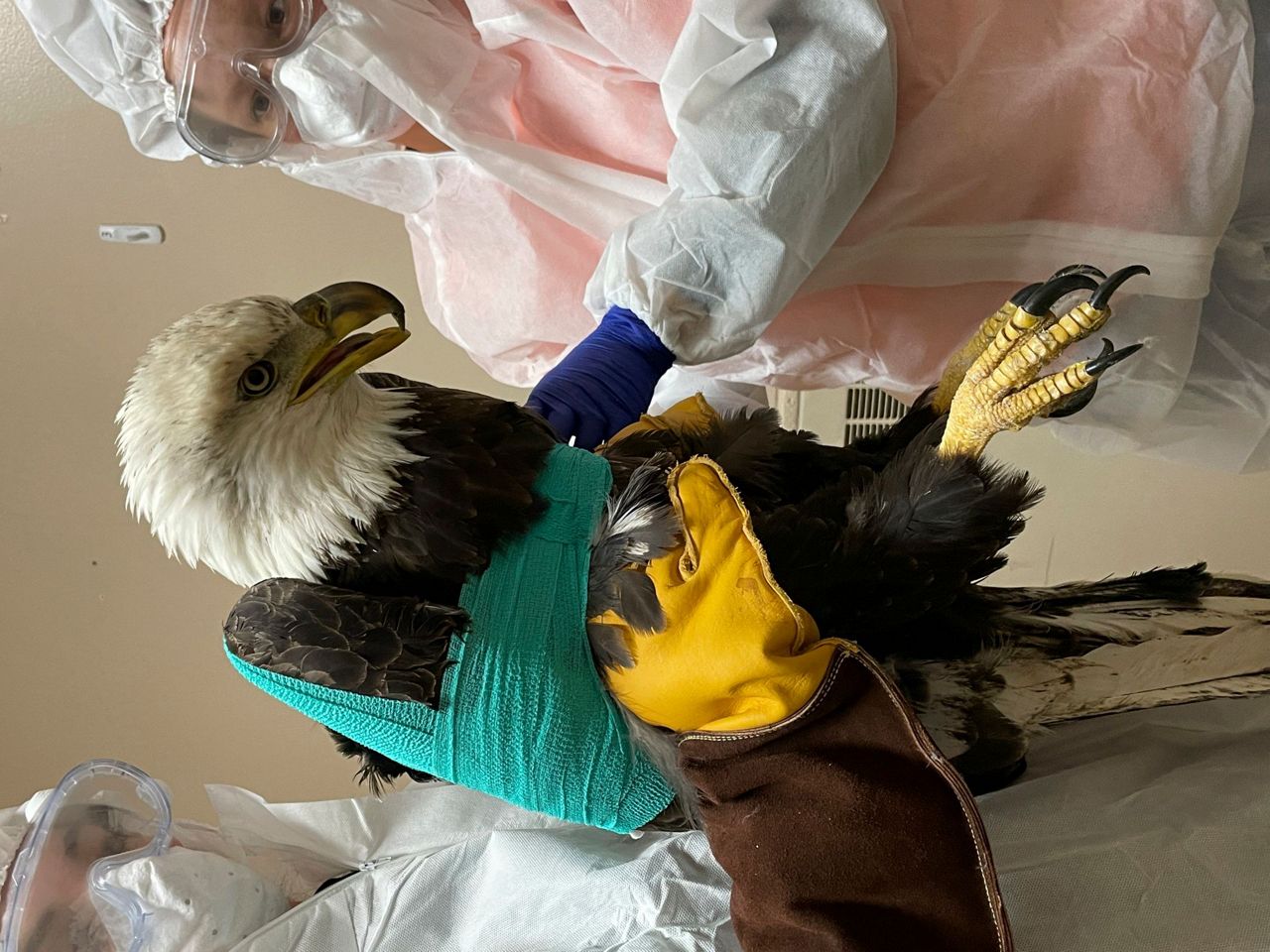 Police seeking tips on shooting of bald eagle in Wisconsin