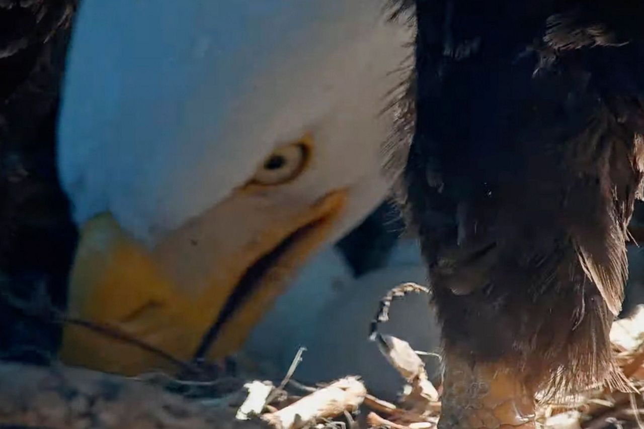 Hatch watch is underway at a California bald eagle nest monitored by a popular online camera feed