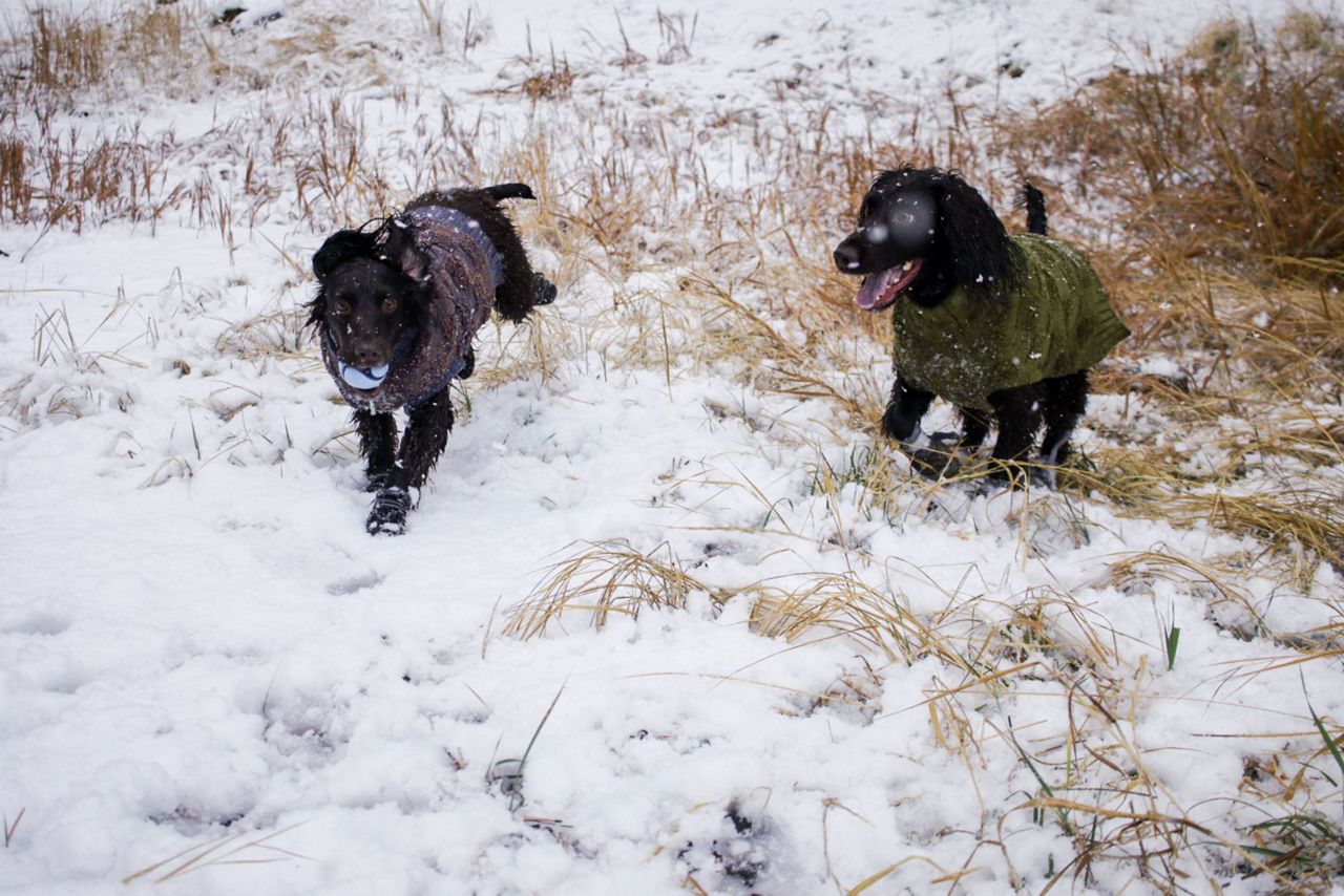 Don't forget pets when preparing for winter's cold. Here's what experts ...